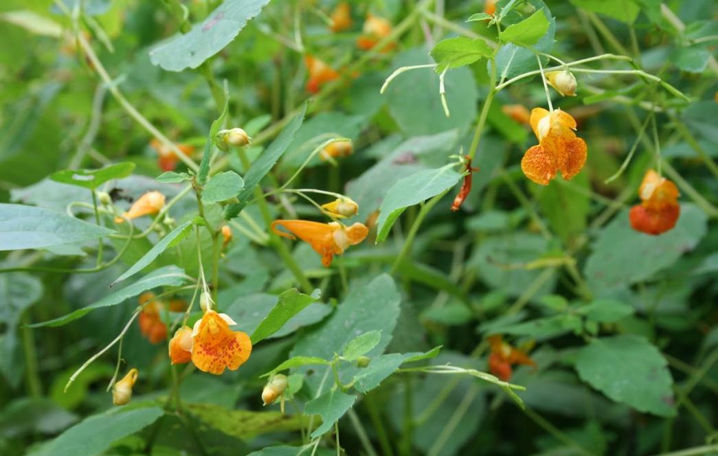 August 2019 Featured Plant: Spotted jewelweed | MN Board of Water, Soil ...